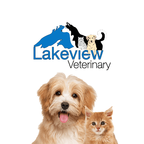 Vet Clinic in Ashland & Bayfield County, WI | Lakeview Veterinary